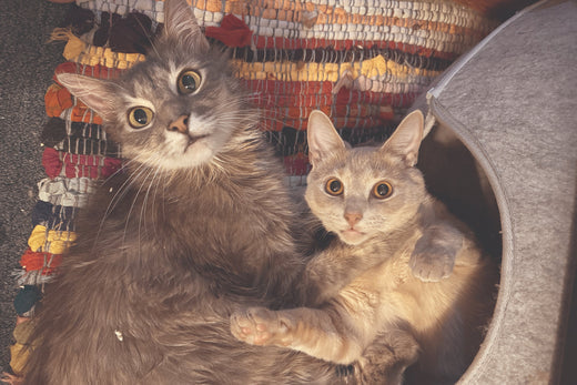 Stinkers of the Month / JANUARY 2025 : Millie & Oliver - Kin Ship Goods